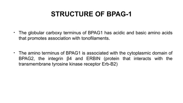 DERMO EPIDERMAL JUNCTION. Various components of basement membrane zone ...