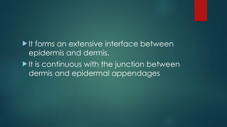 DERMOEPIDERMAL JUNCTION and subcutaneous tissue.pptx