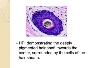 Dermpath surgical pathology | PPTX