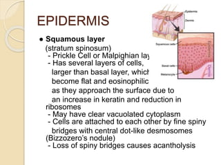 Dermpath surgical pathology | PPTX