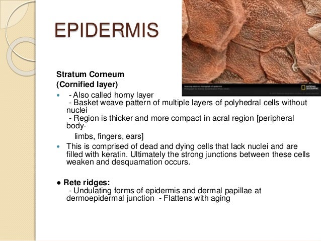 Dermpath surgical pathology