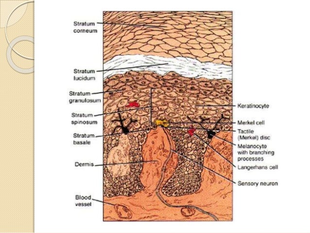 Dermpath surgical pathology