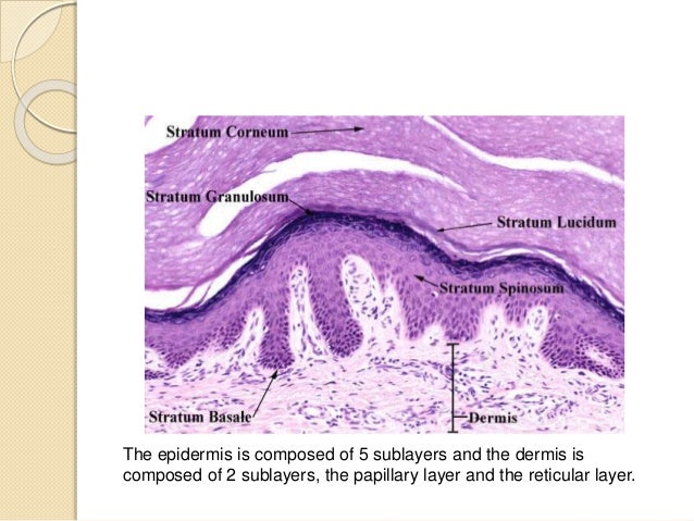 Dermpath surgical pathology