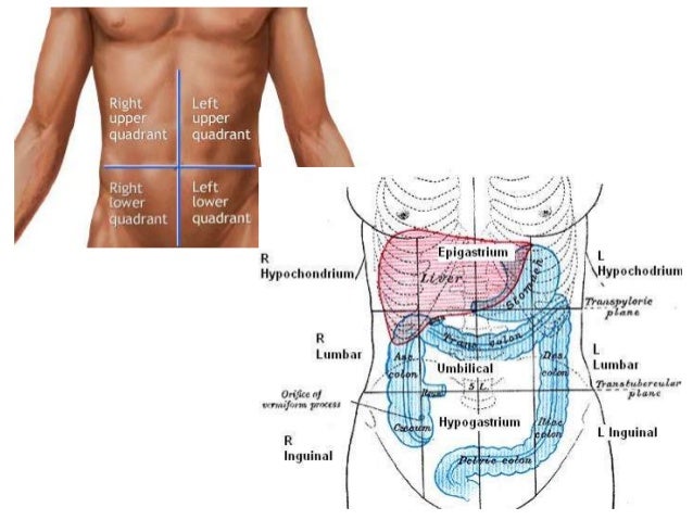 Abdominal Examination