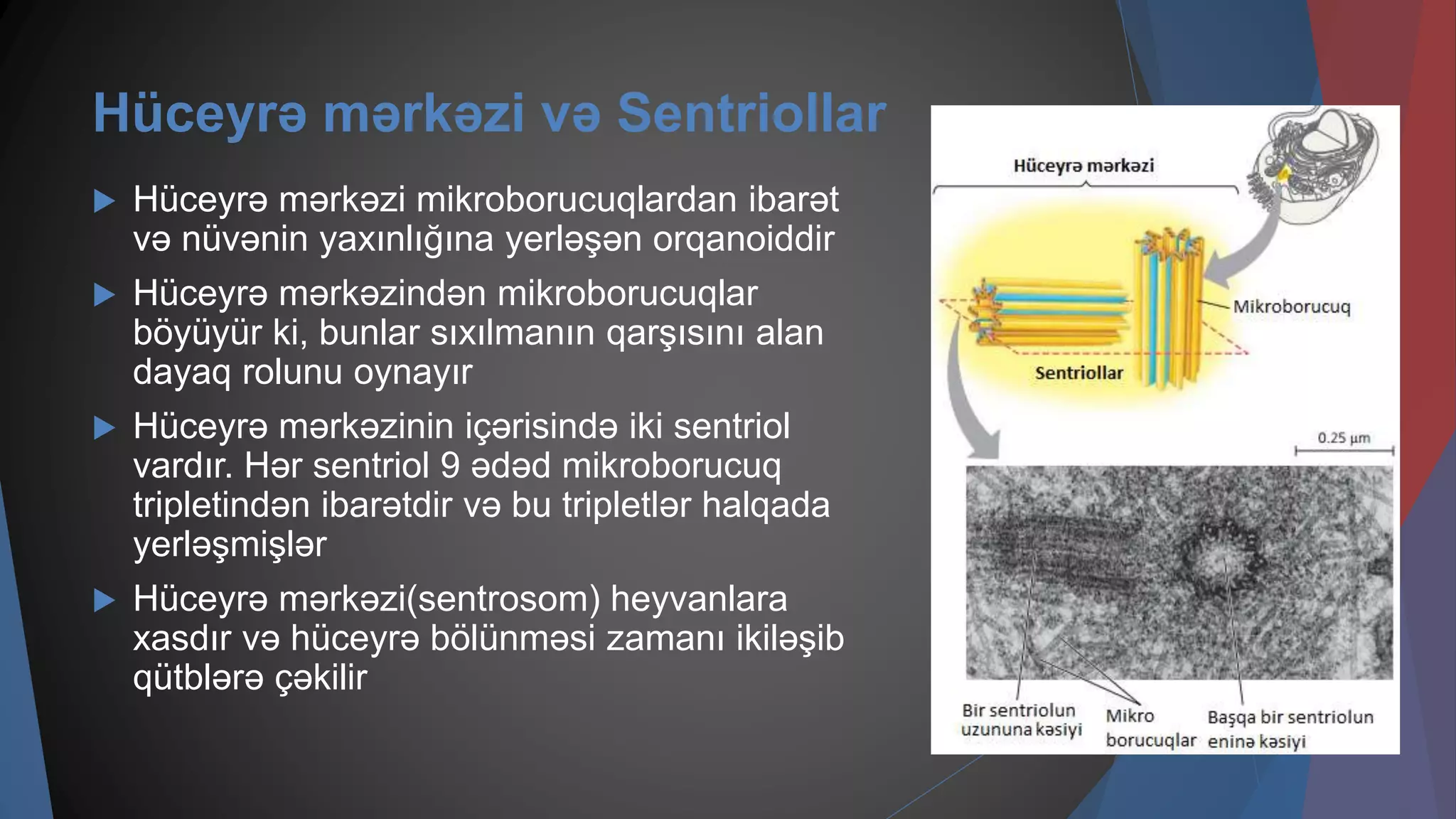 Huceyre skeleti- sitoskeleton | PPTX