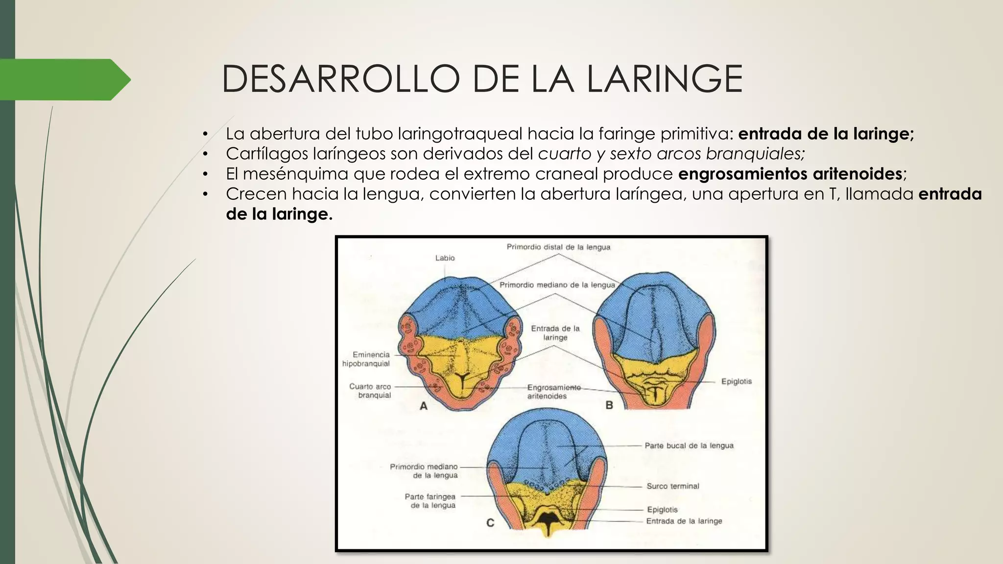 embriologia del pulmon | PPTX