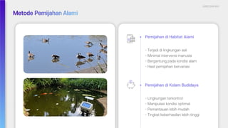 Teknik Pemijahan Ikan - aquaculture.pptx