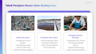 Teknik Pemijahan Ikan - aquaculture.pptx