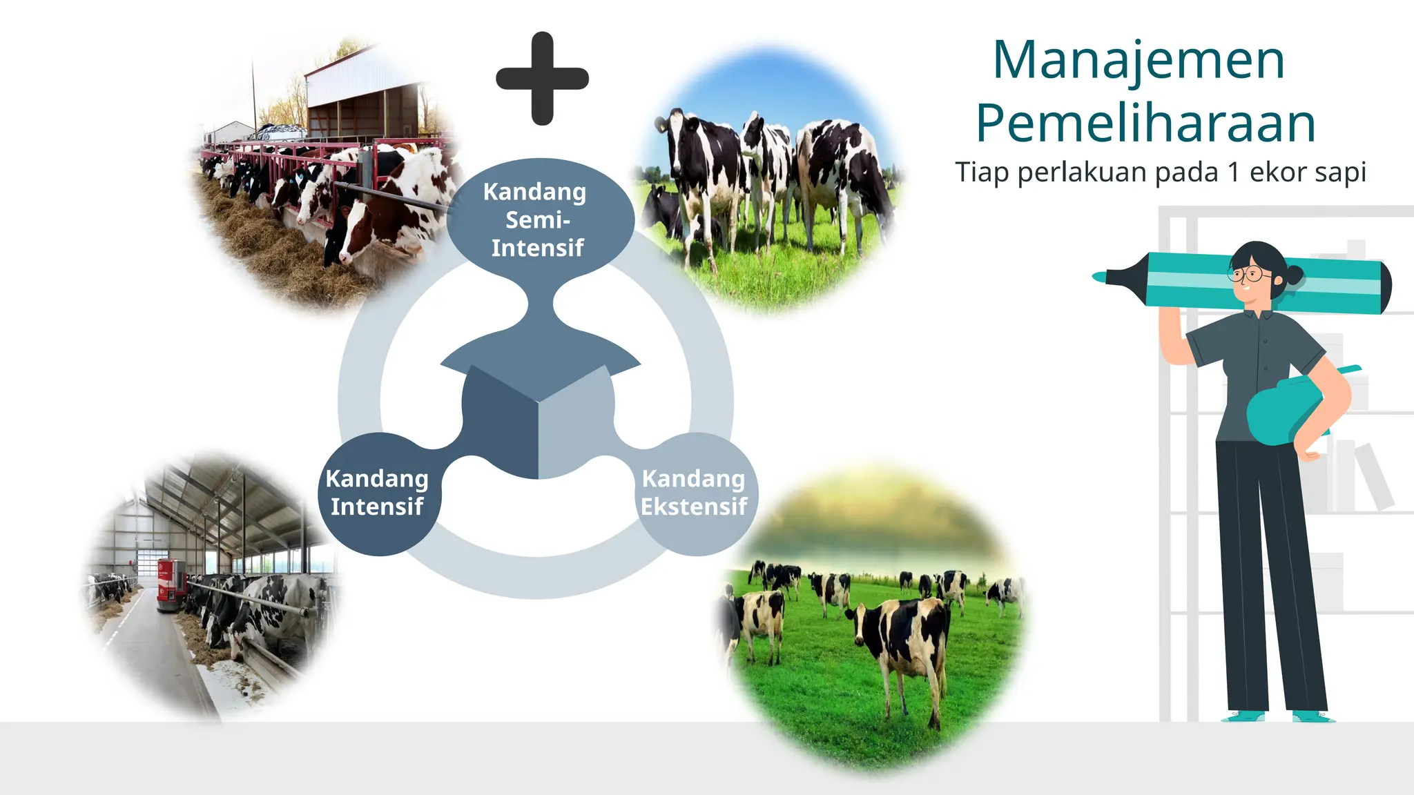 Desain Produk Manajemen Pemeliharaan Ternak Sapi | PPTX