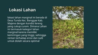 lahan marginal yang ada di kab. majene.pptx