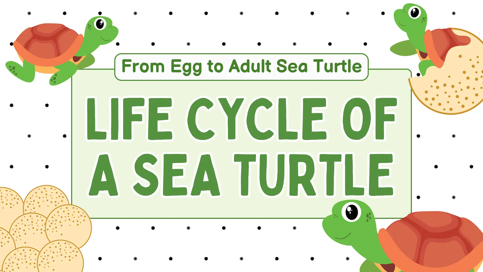 Life Cycle of Turtle (From Egg to Adult Sea Turtle) | PDF