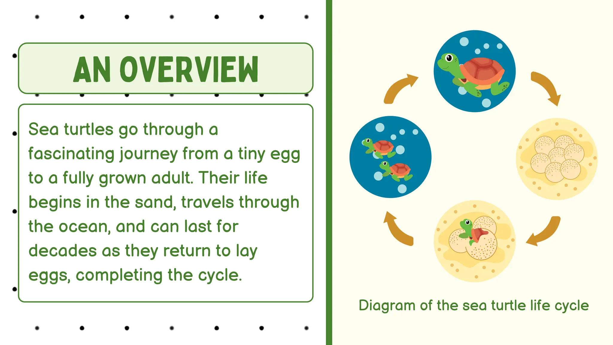Life Cycle of Turtle (From Egg to Adult Sea Turtle) | PDF