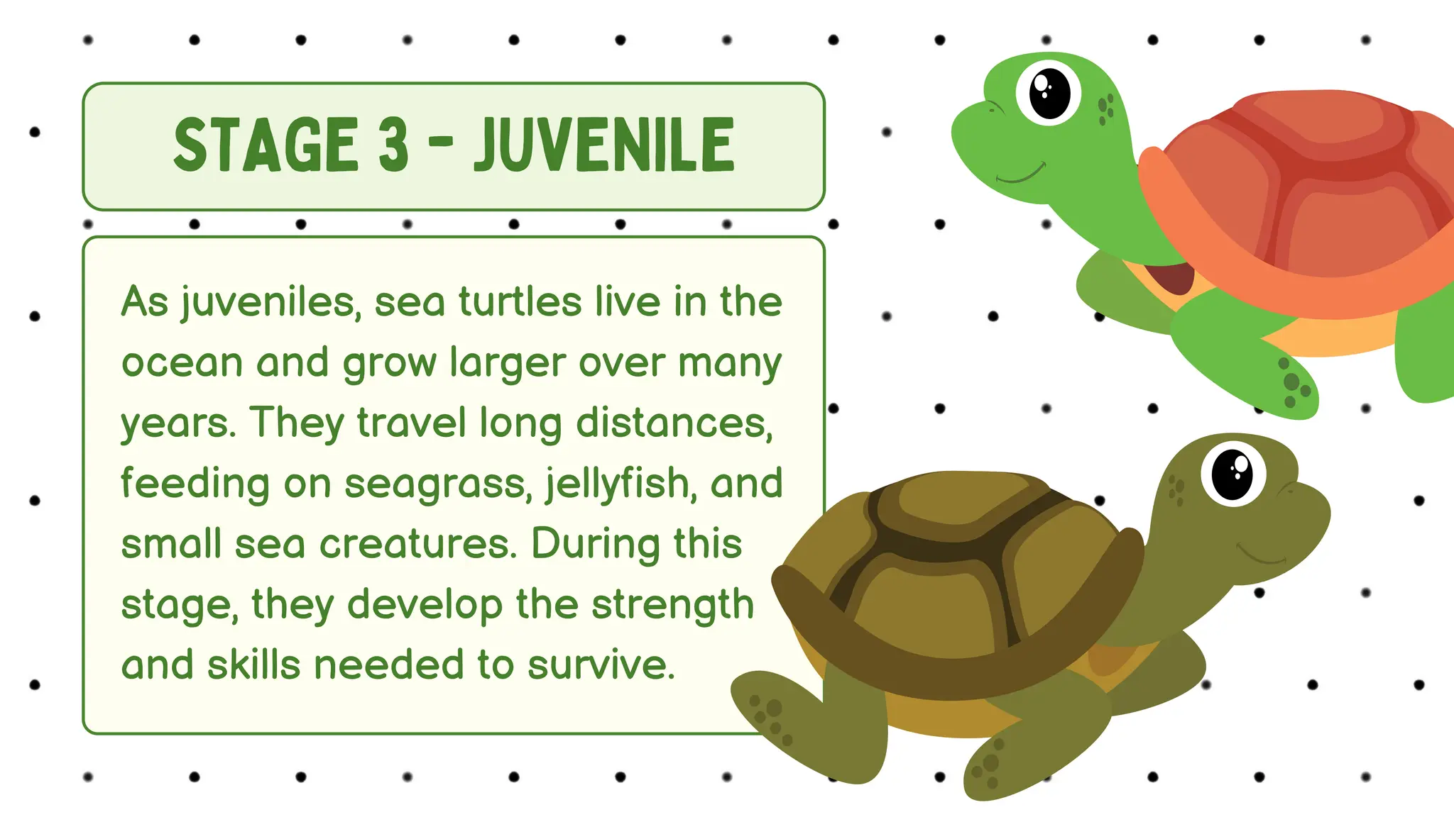 Life Cycle of Turtle (From Egg to Adult Sea Turtle) | PDF