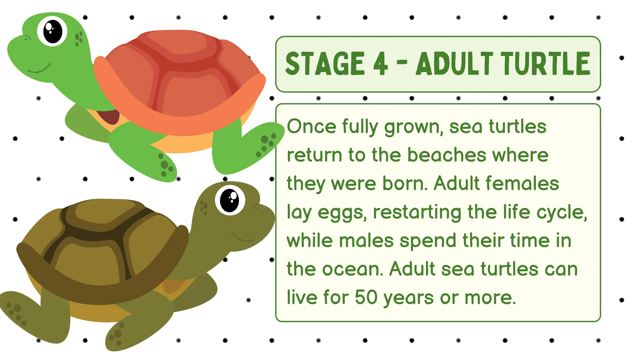 Life Cycle of Turtle (From Egg to Adult Sea Turtle) | PDF