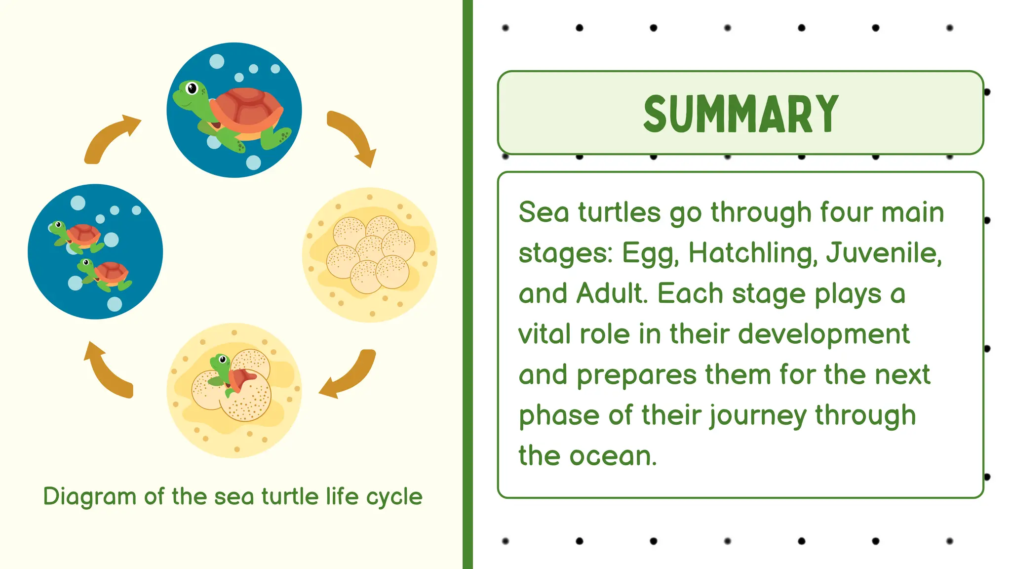 Life Cycle of Turtle (From Egg to Adult Sea Turtle) | PDF