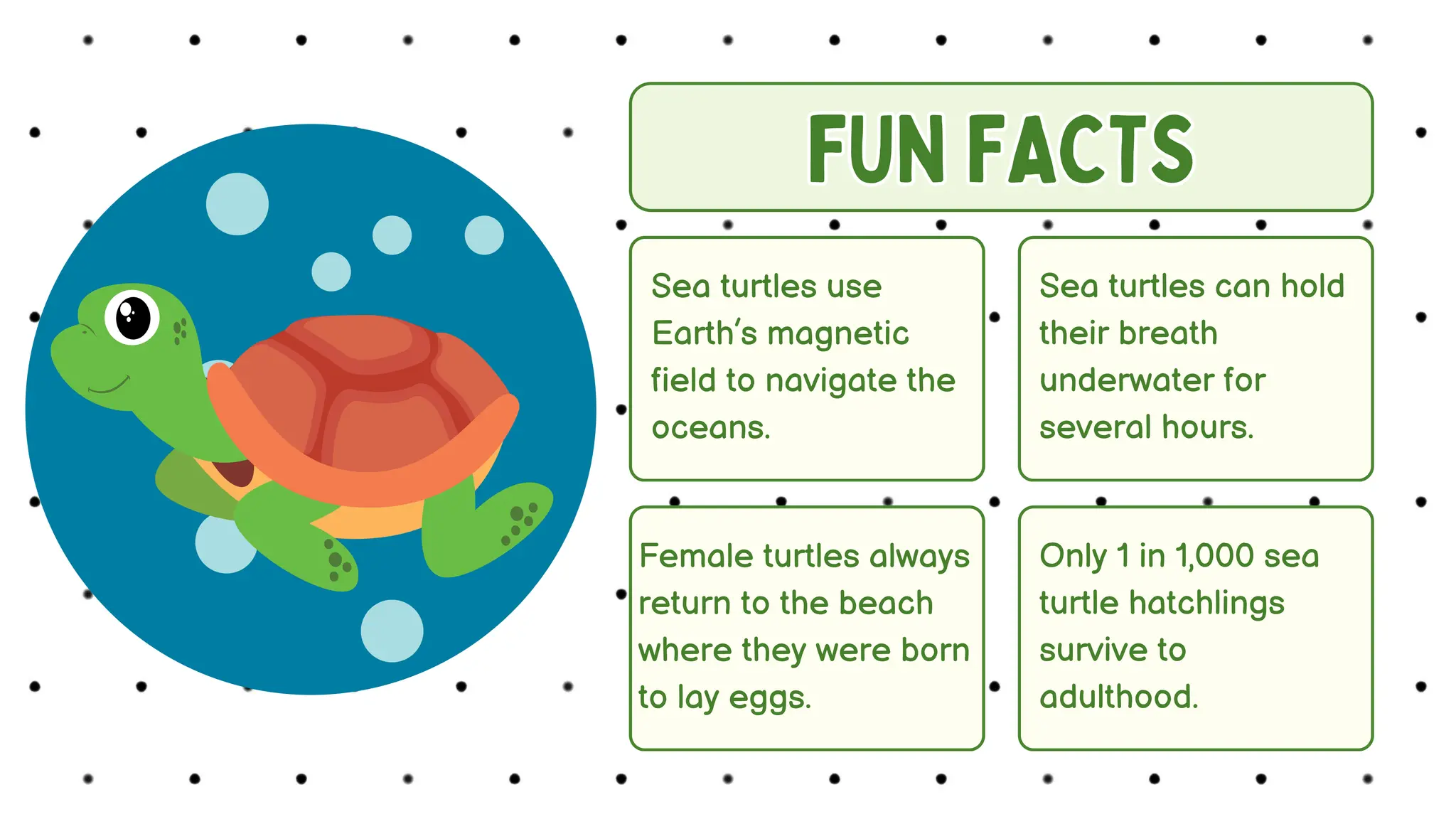 Life Cycle of Turtle (From Egg to Adult Sea Turtle) | PDF