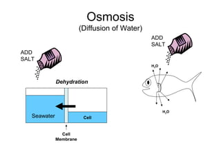 Desalination of the Sea Around Us, Part I | PPT