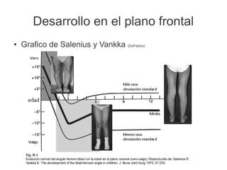 Desarrollo normal de los miembros inferiores | PDF