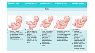 Desarrollo embrionario | PPT