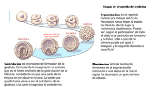 Desarrollo embrionario | PPT