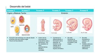Desarrollo embrionario | PPT