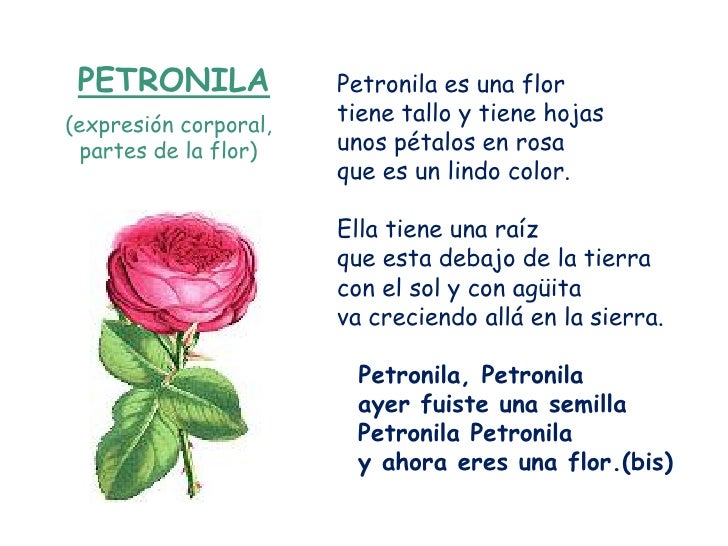 Partes de una rosa y sus nombres - Imagui