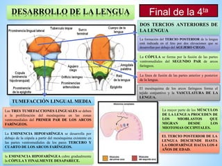 Embriología Del Foramen Ciego