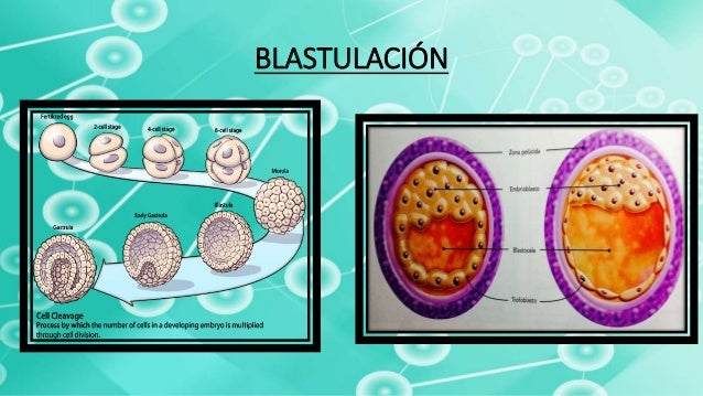 Blastulacion