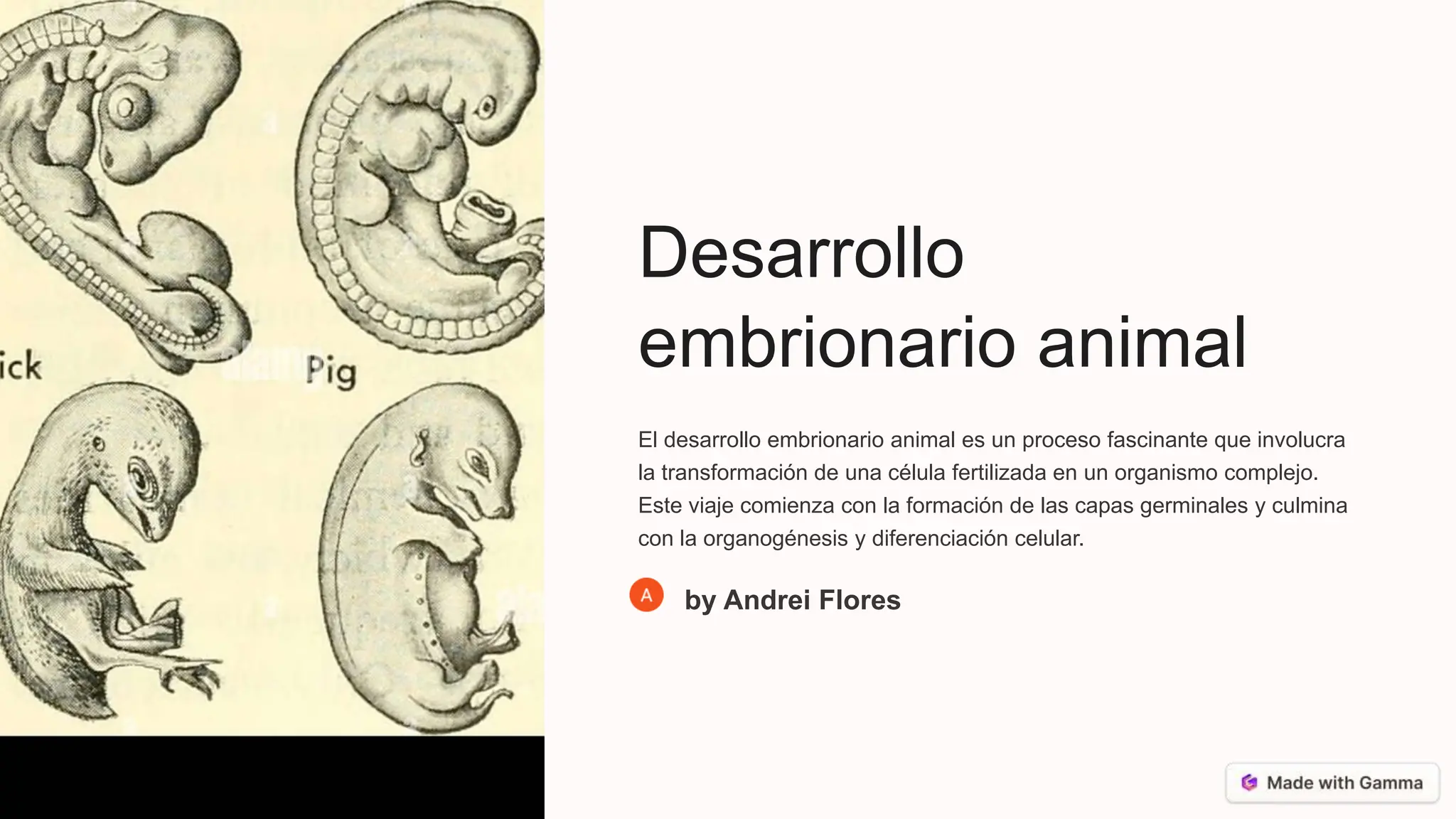 Desarrollo embrionario animal y ciclo biológico | PPTX