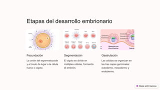 Desarrollo embrionario animal y ciclo biológico | PPTX