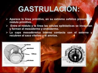 Desarrollo Embrionario Tercera Semana | PPT