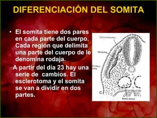 Desarrollo Embrionario Tercera Semana | PPT