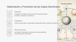 Desarrollo-Embrionario-y-Diferenciacion-Celular.pptx
