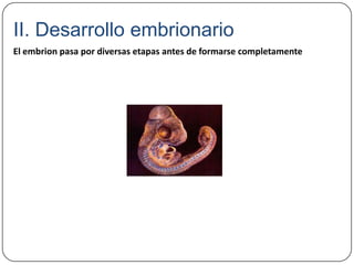 DESARROLLO ANIMAL | PPTX