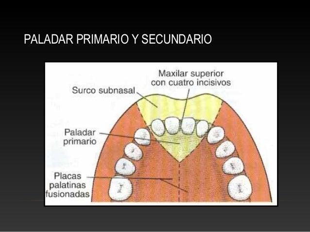 Desarrollo de cara y faringe