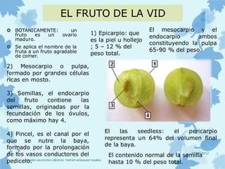 Desarrollo del fruto de la vid | PDF