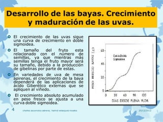 Desarrollo del fruto de la vid | PDF