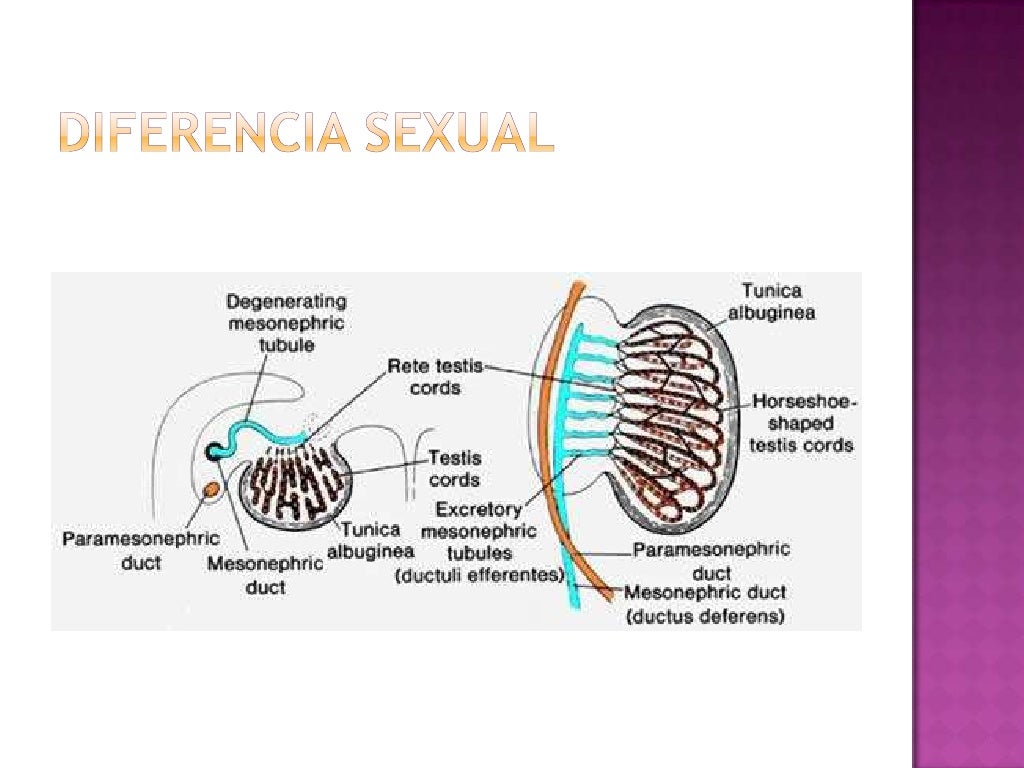 Desarrollo De Gonadas Masculinas Y Femeninas
