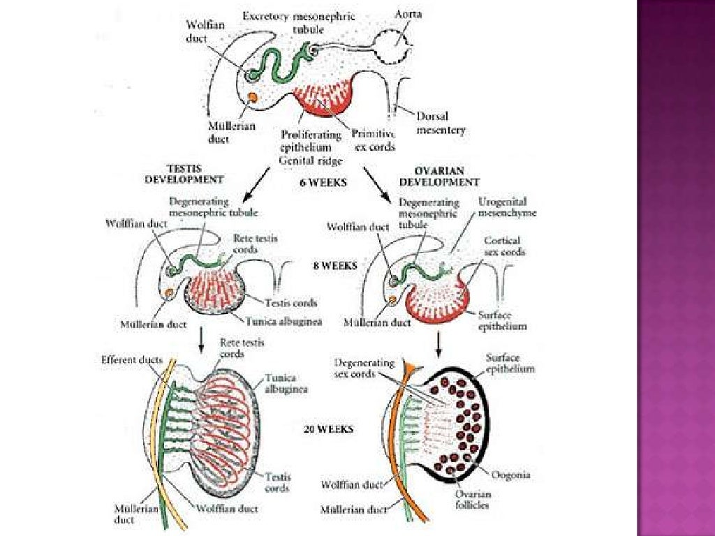 Desarrollo De Gonadas Masculinas Y Femeninas