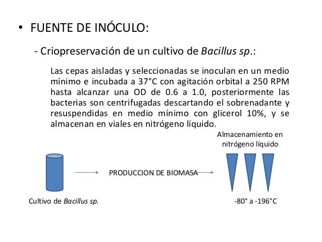 Desarrollo de inóculo