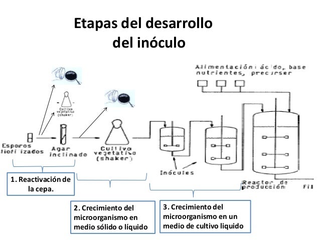 Desarrollo de inóculo