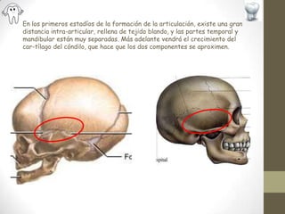 ORTODONCIA : desarrollo de la ATM y el craneo | PPTX