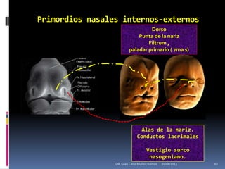 Desarrollo de la cabeza y cuello,paladar primario, labios. | PPTX