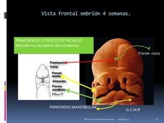 Desarrollo de la cabeza y cuello,paladar primario, labios. | PPTX