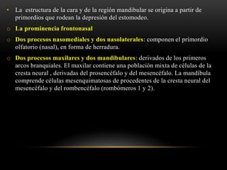 Desarrollo de la cara | PPTX