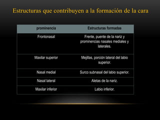 Desarrollo de la cara | PPTX