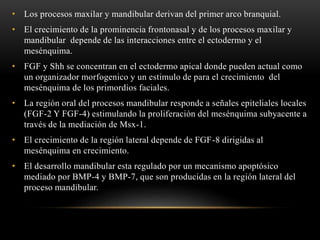 Desarrollo de la cara | PPTX