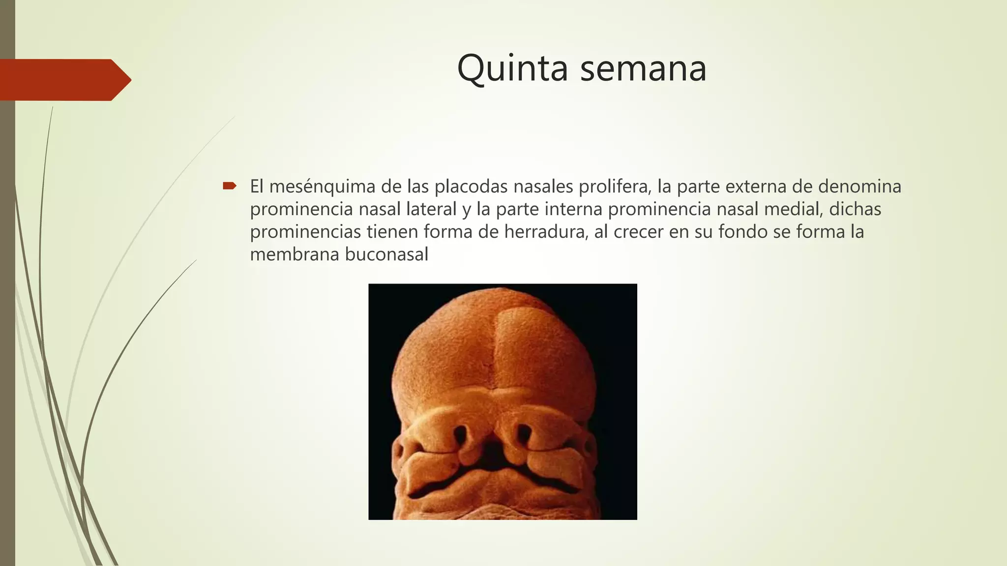 Desarrollo de la cara | PPTX
