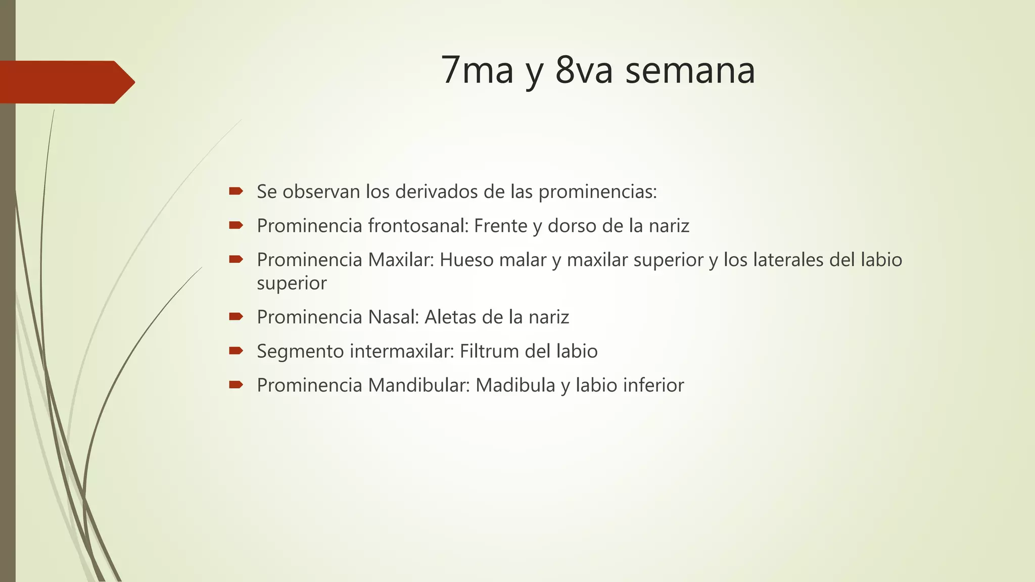 Desarrollo de la cara | PPTX