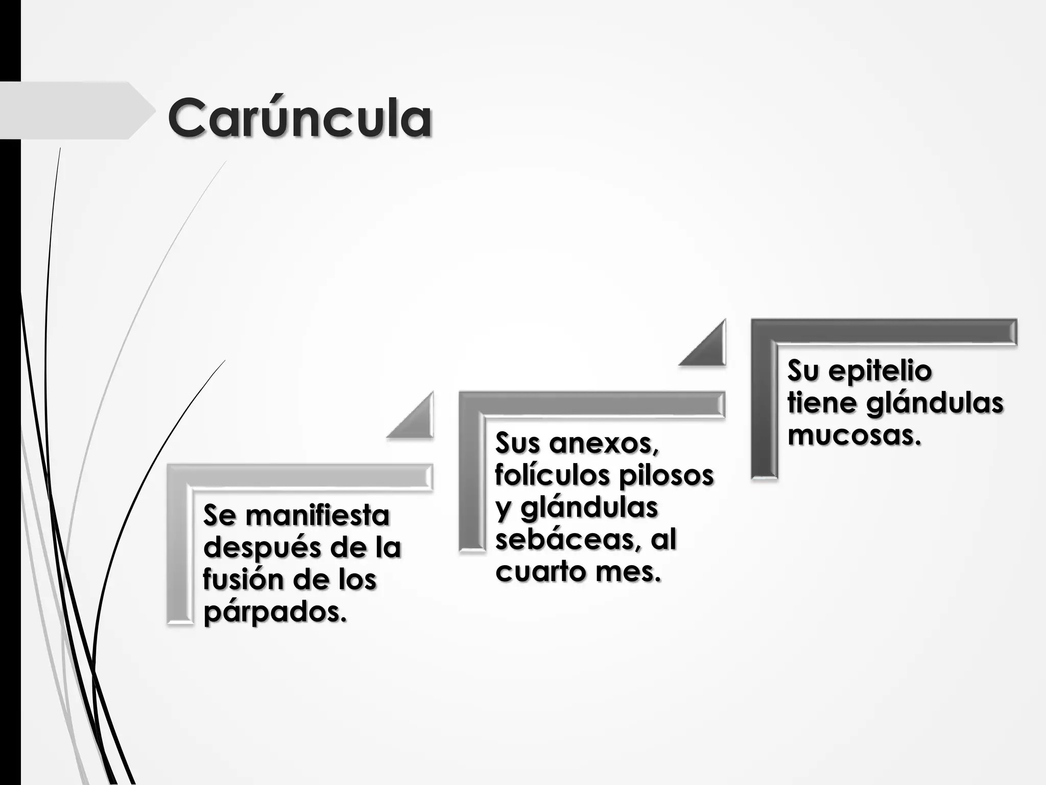Desarrollo de la conjuntiva y carúncula
